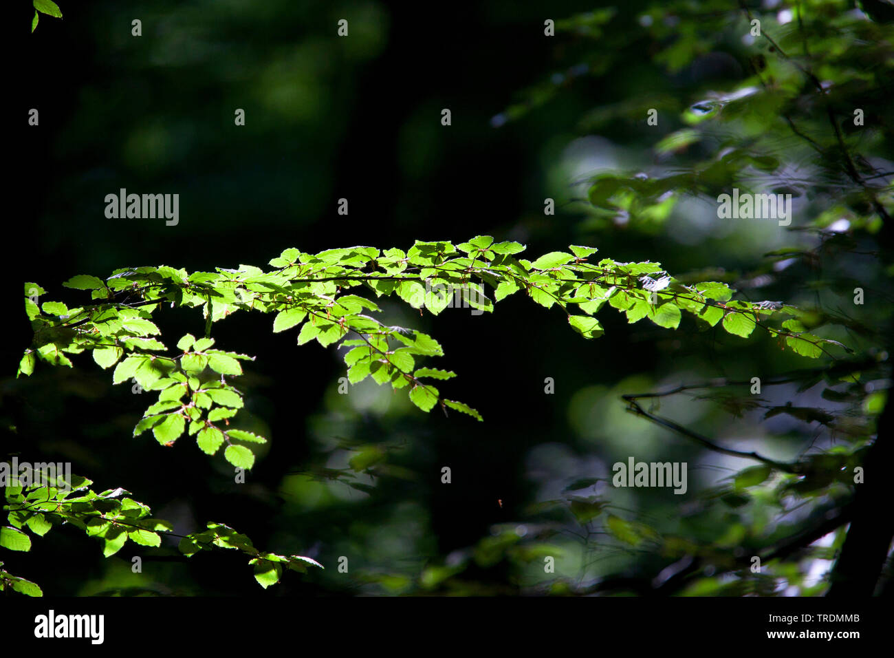 common beech (Fagus sylvatica), beech twig in spring, Netherlands ...
