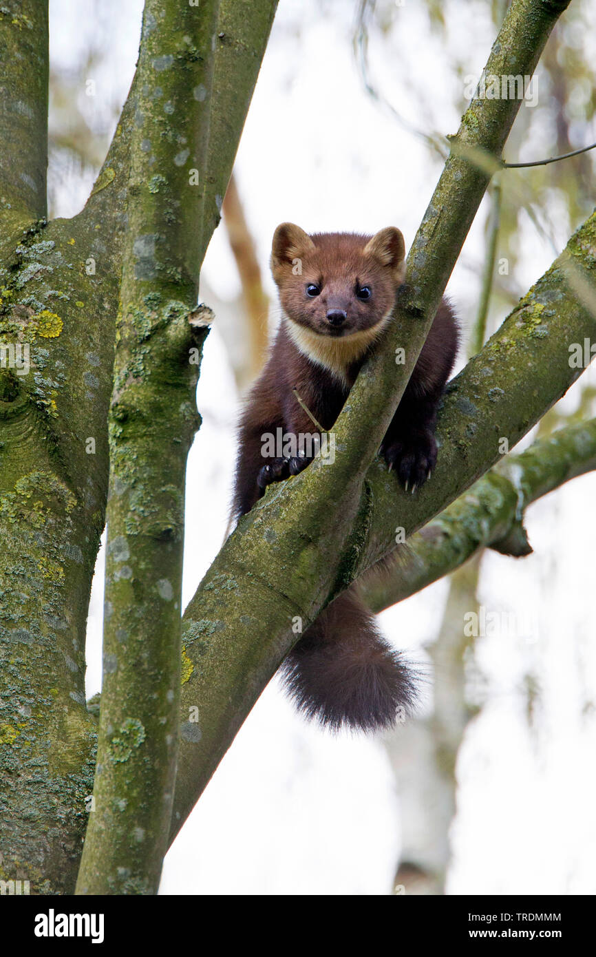 Pine marten climbing tree hi-res stock photography and images - Alamy