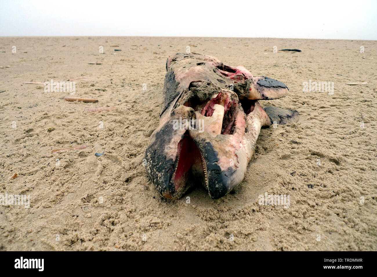 Puffing pig hi-res stock photography and images - Alamy
