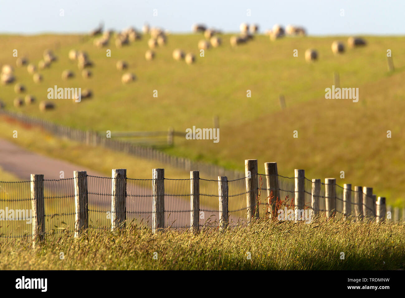 Fence around nature reserve, Netherlands, Texel Stock Photo - Alamy