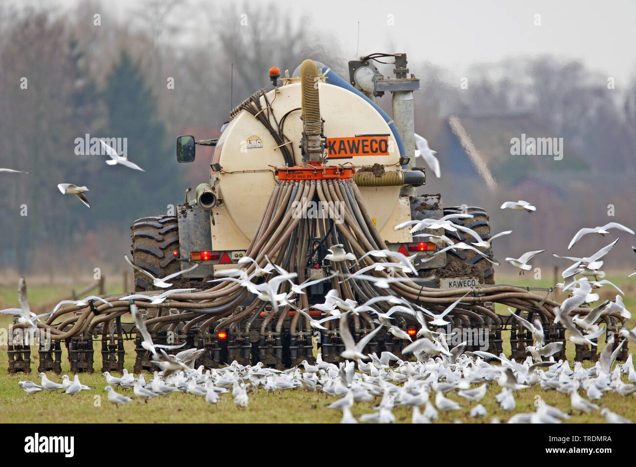 manuring on a weadow, Netherlands, Gelderland Stock Photo - Alamy