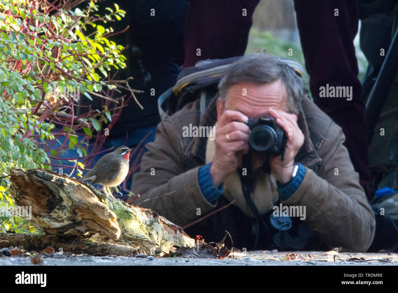 Siberian Rubythroat (Calliope calliope), is photographed by a ...