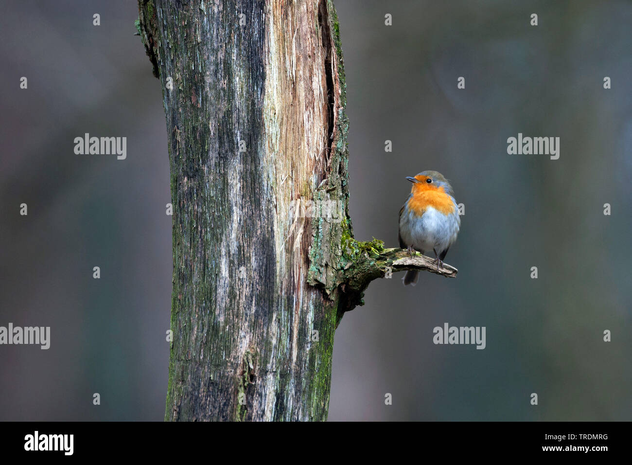 Robin in a tree hi-res stock photography and images - Alamy