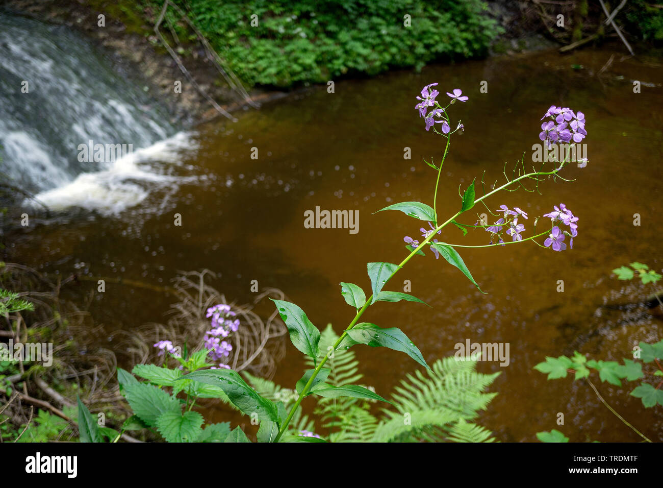 dame's-rocket, dame's-violet, garden rocket, Dame's rocket (Hesperis ...