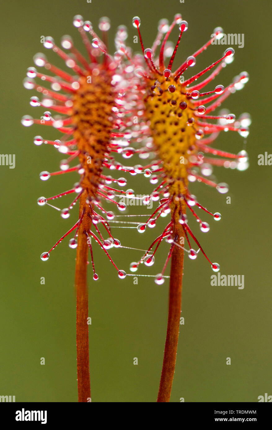 Long leaves of flowers hi-res stock photography and images - Alamy