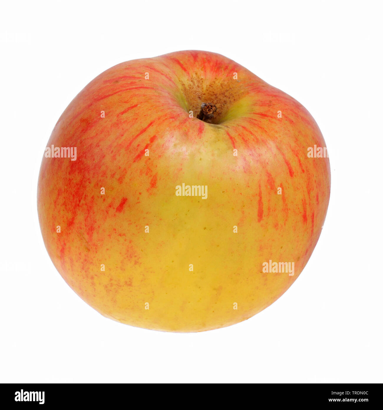 apple (Malus domestica 'Lohrer Rambur', Malus domestica Lohrer Rambur), apple of the cultivar ...