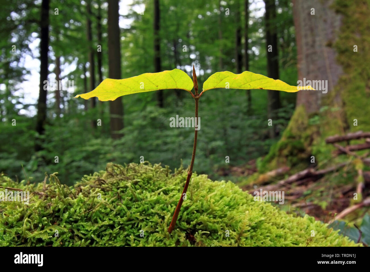 common beech (Fagus sylvatica), beech seedling growing in moss, Germany ...