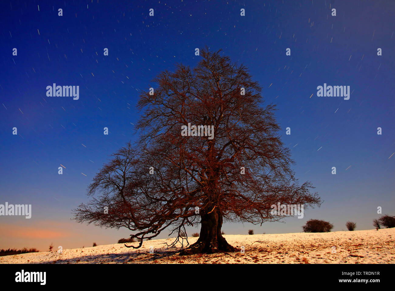 Beech tree in winter hi-res stock photography and images - Alamy