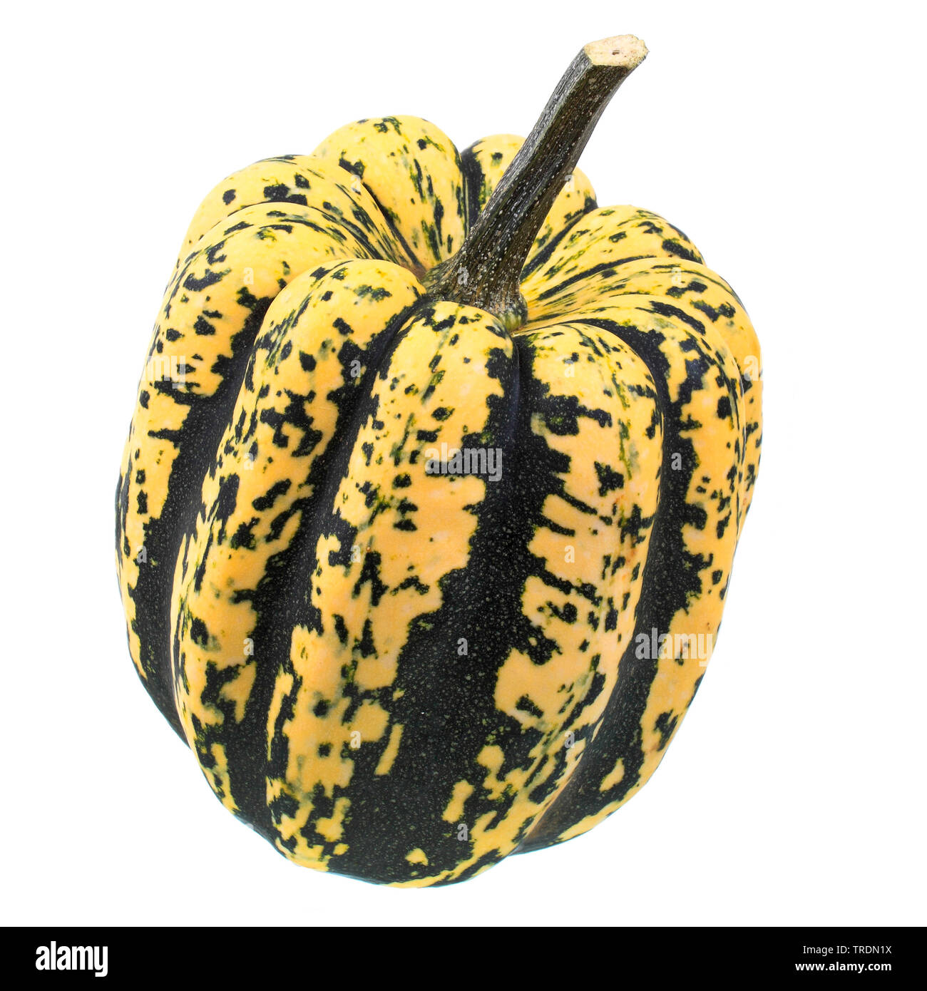 marrow, field pumpkin (Cucurbita pepo 'Acorn Heart of Gold', Cucurbita ...