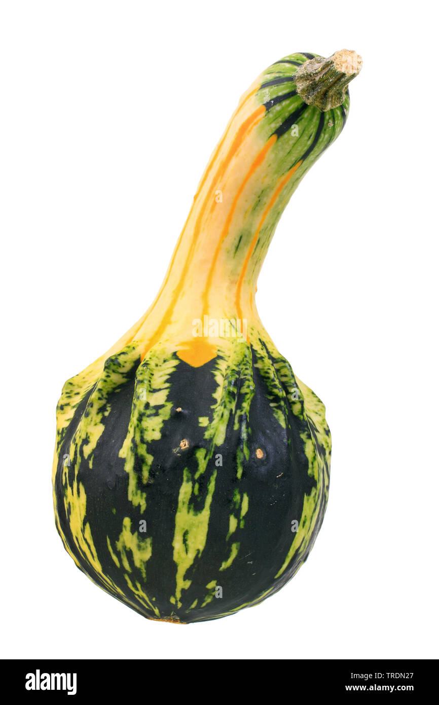 ornamental pumpkin (Cucurbita pepo convar. microcarpina), cultivar ...