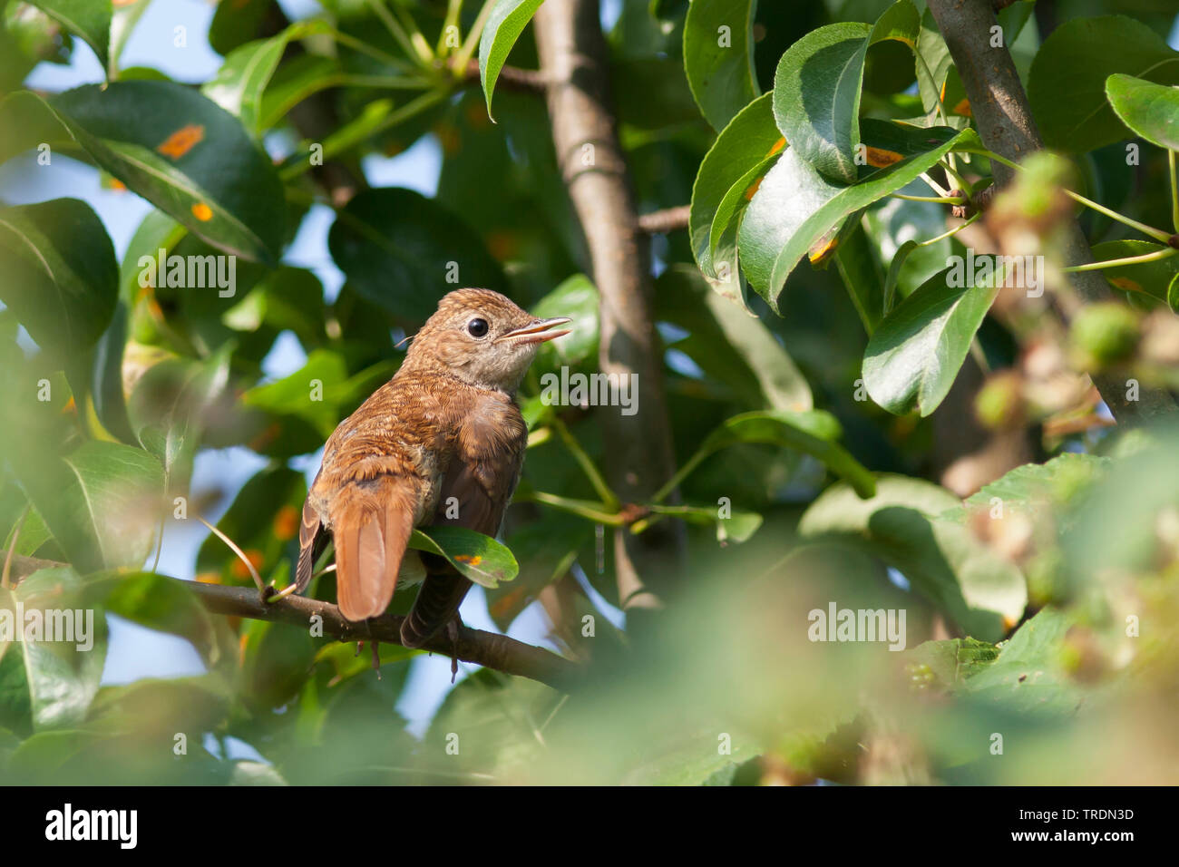 Nightingale sitting on tree hi-res stock photography and images - Alamy