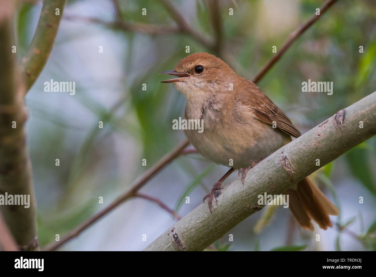 Nightingale singing male hi-res stock photography and images - Alamy