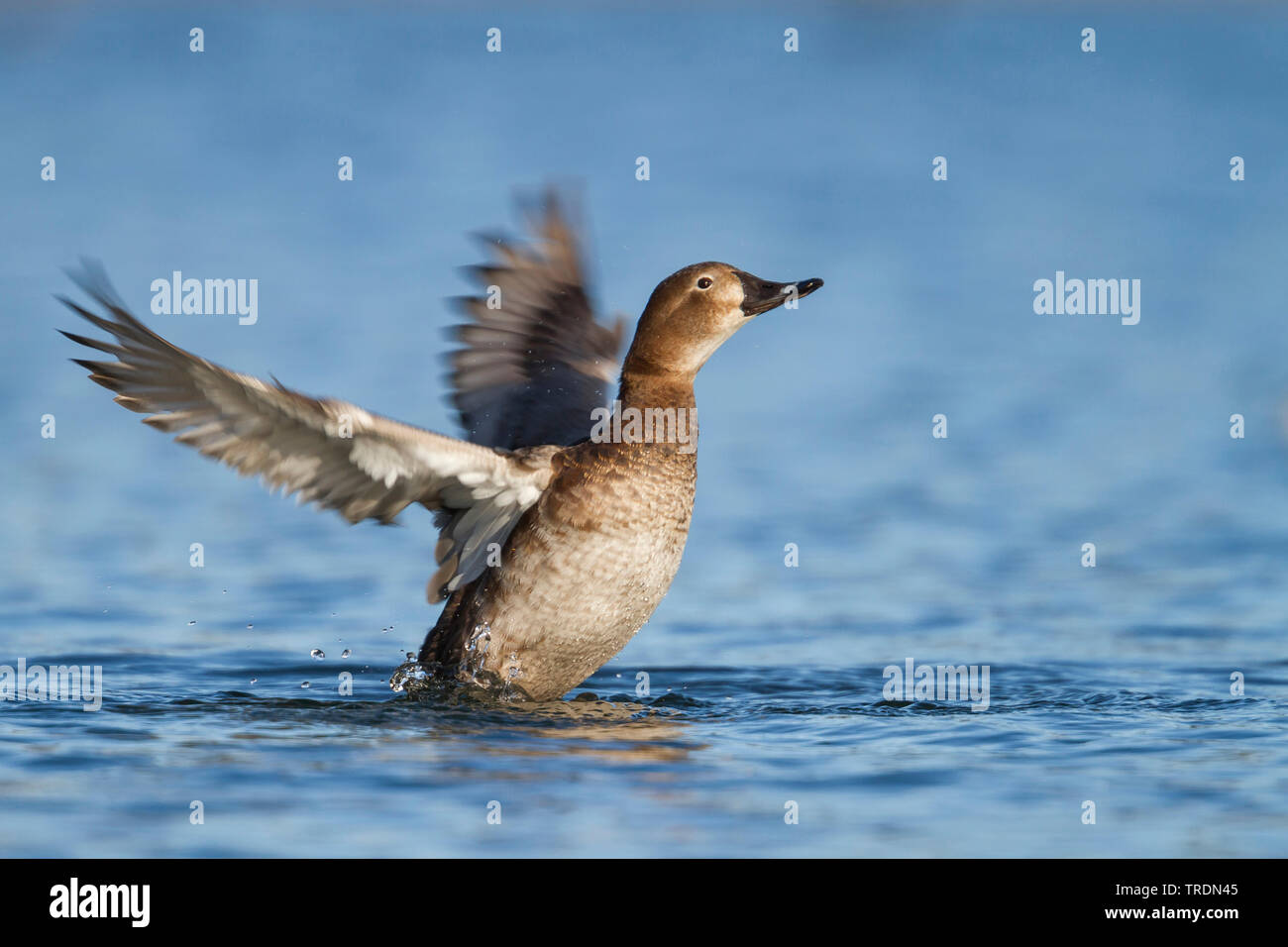 Fluttering bird hi-res stock photography and images - Alamy