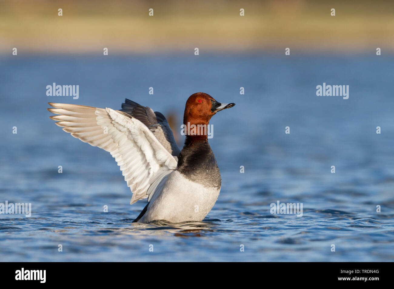 Fluttering bird hi-res stock photography and images - Alamy