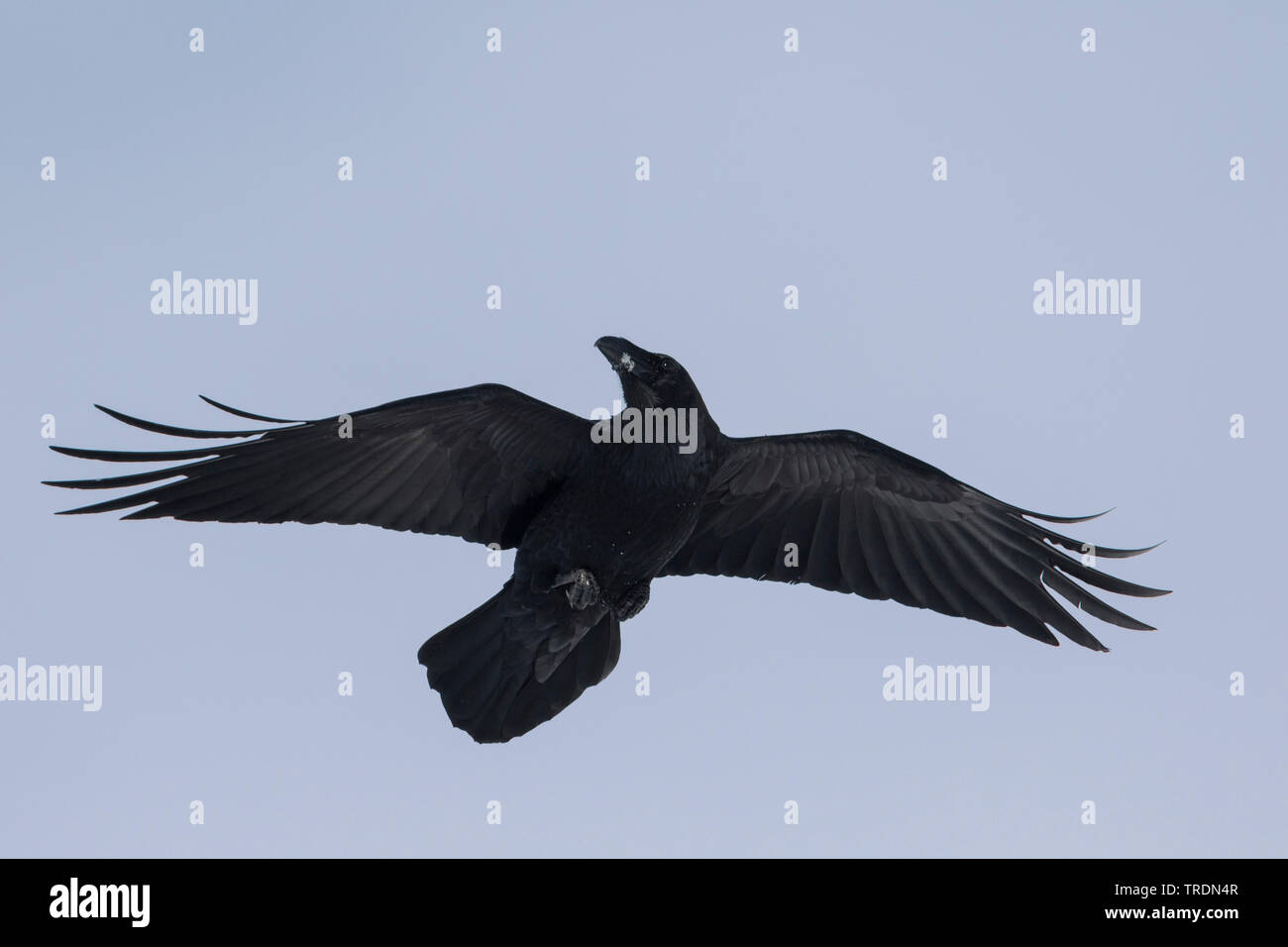 Common raven in full flight hi-res stock photography and images - Alamy