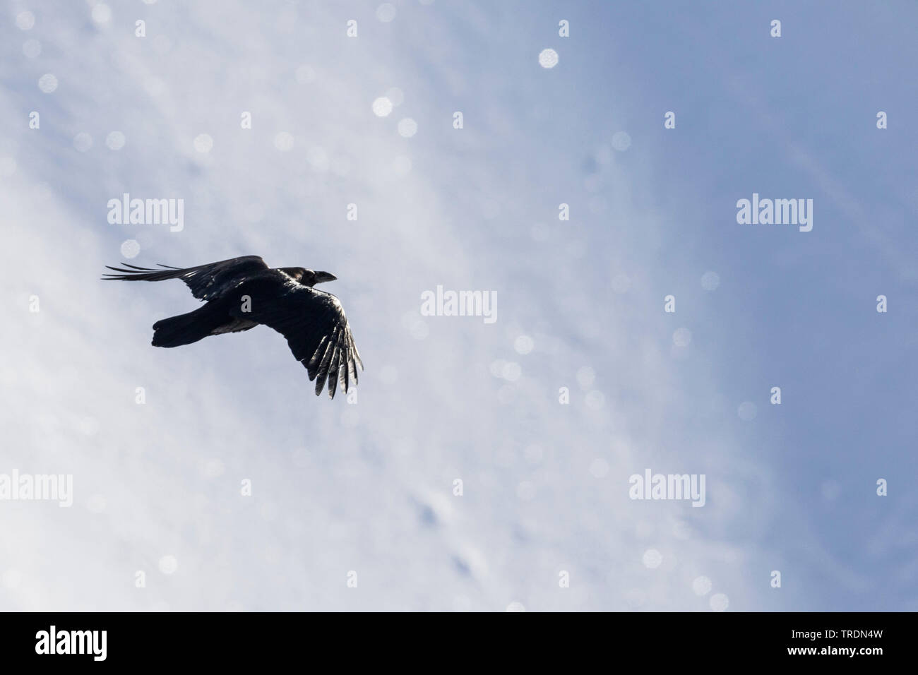 Common raven in full flight hi-res stock photography and images - Alamy