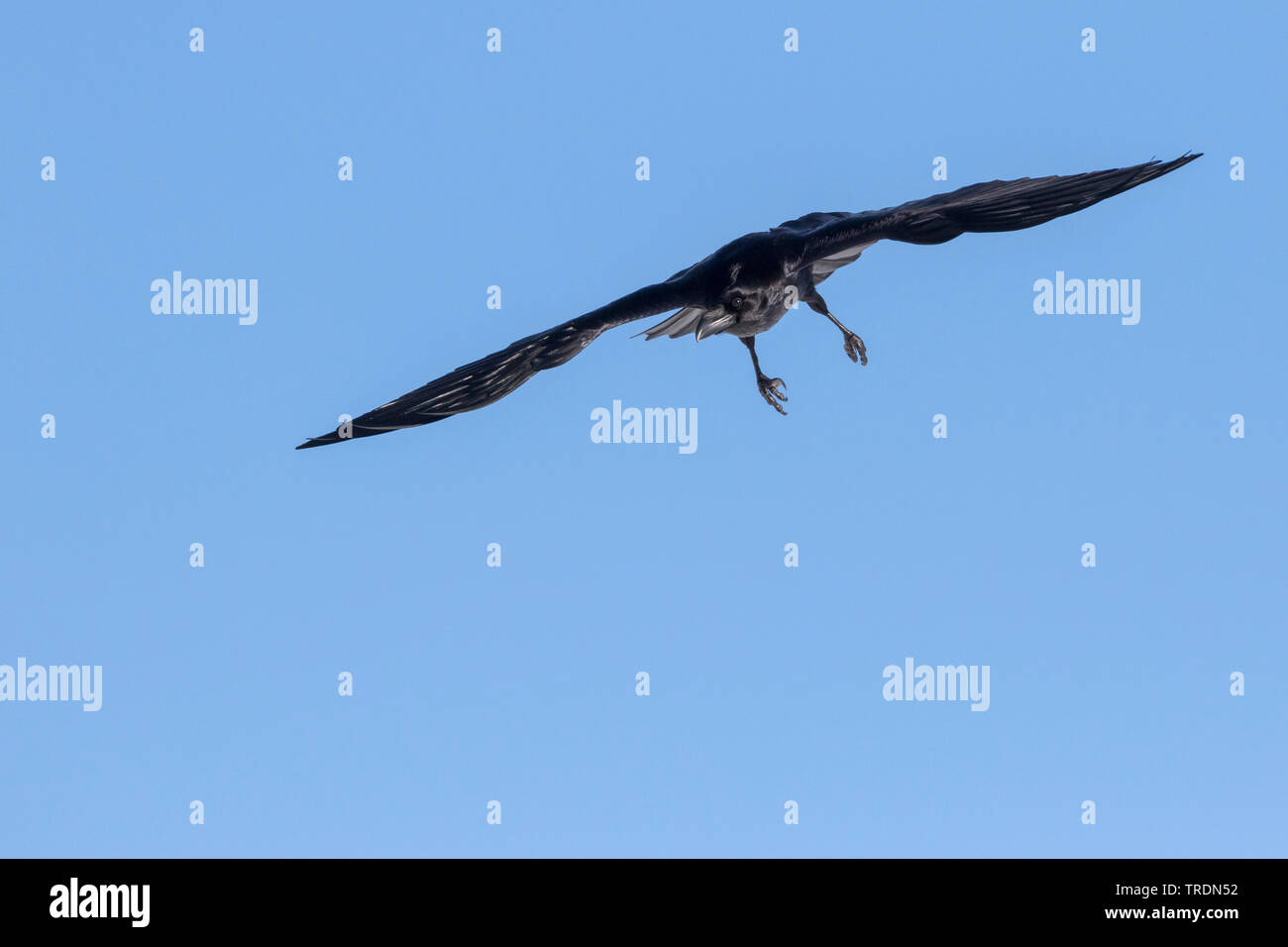 Common raven in full flight hi-res stock photography and images - Alamy