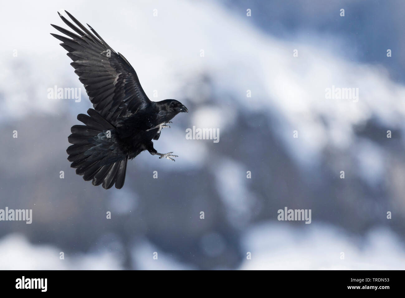Common raven in full flight hi-res stock photography and images - Alamy