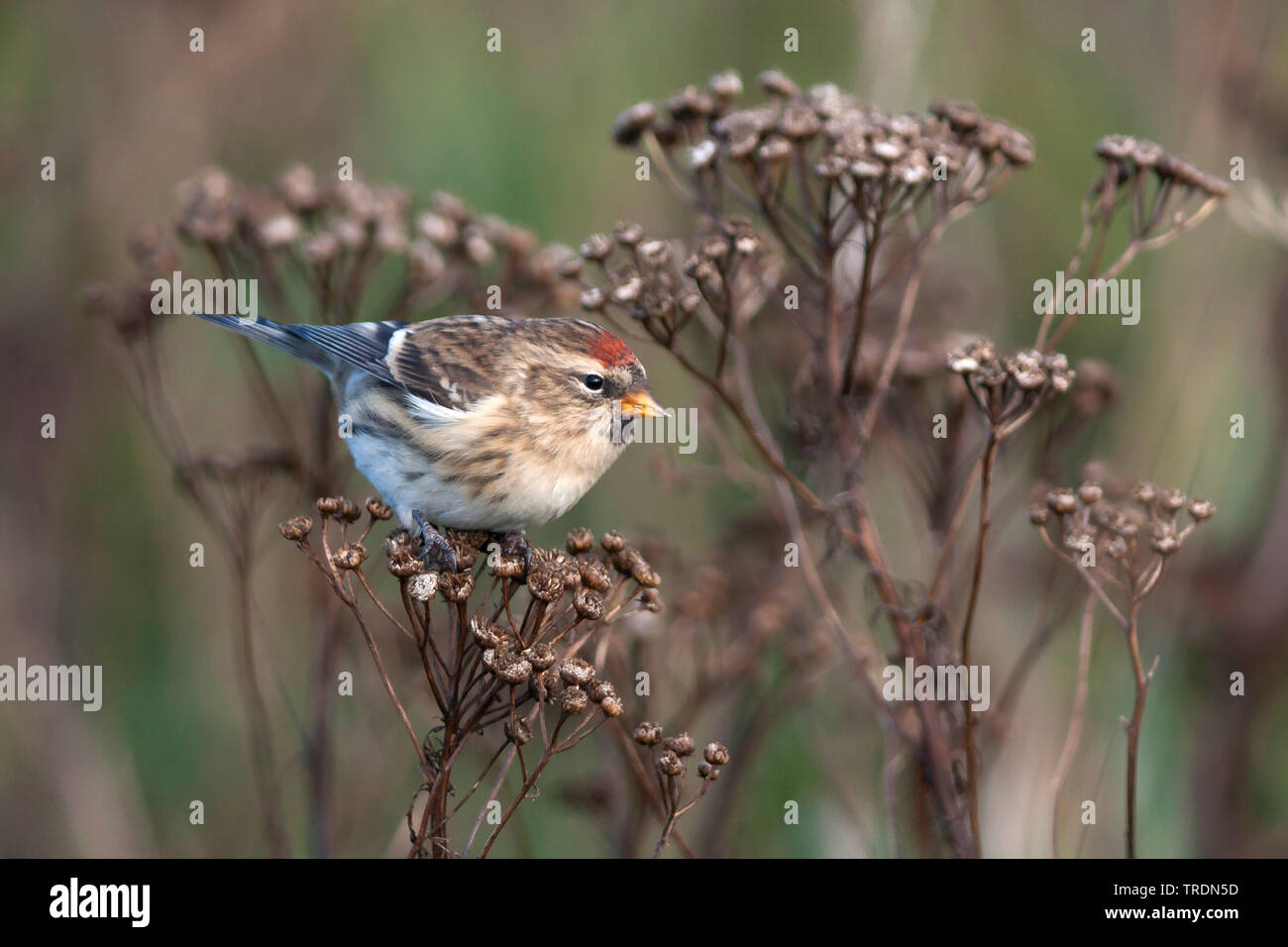 redpoll, common redpoll (Carduelis flammea, Acanthis flammea), on an ...