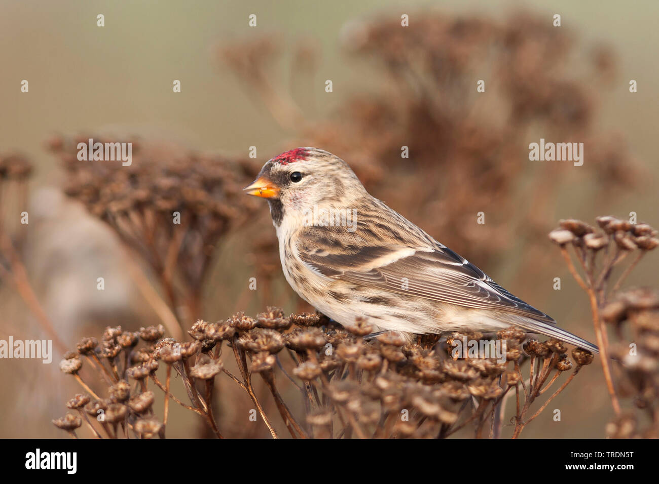 redpoll, common redpoll (Carduelis flammea, Acanthis flammea), on an ...