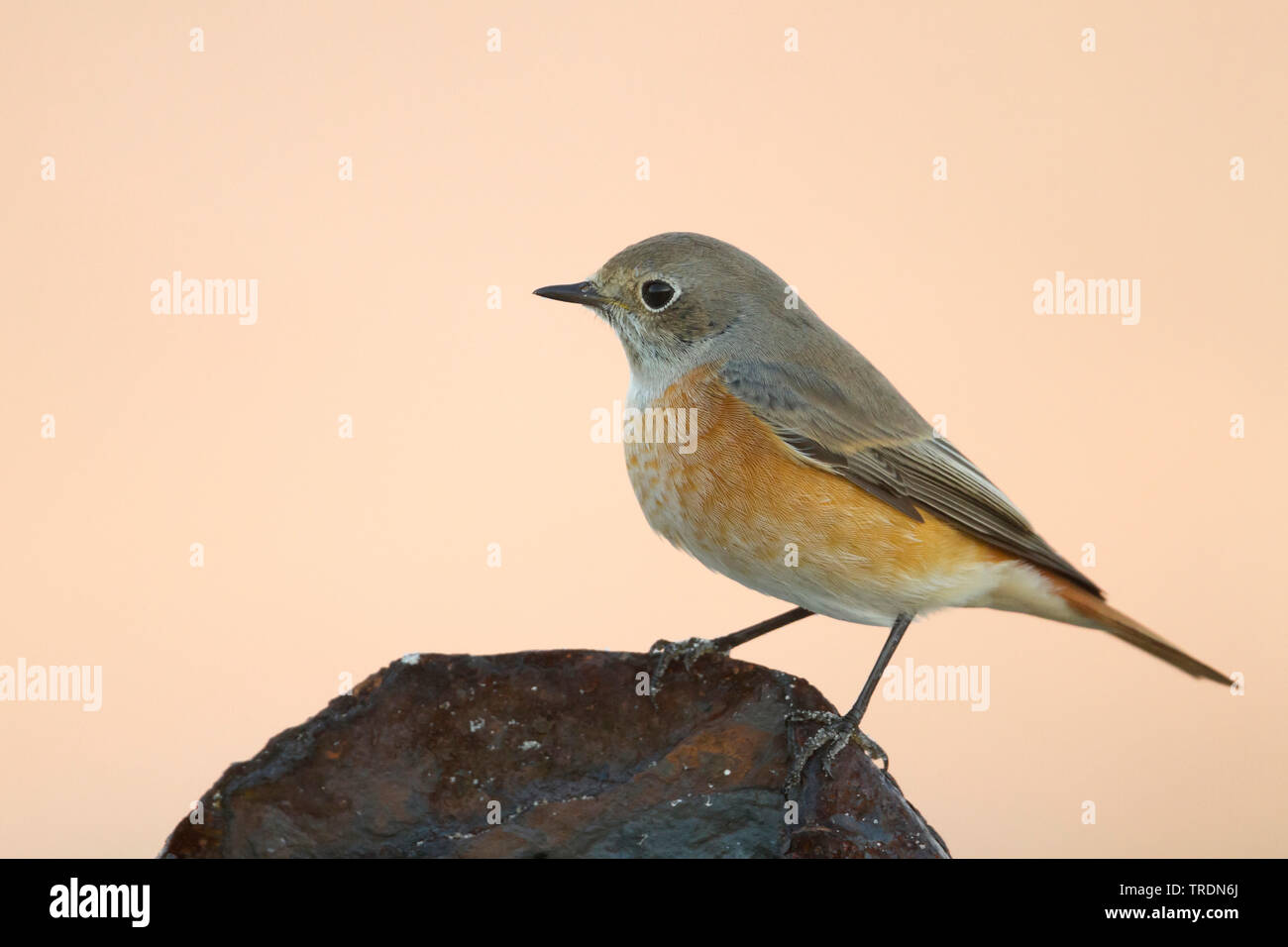 common redstart (Phoenicurus phoenicurus), male perching on a stone ...