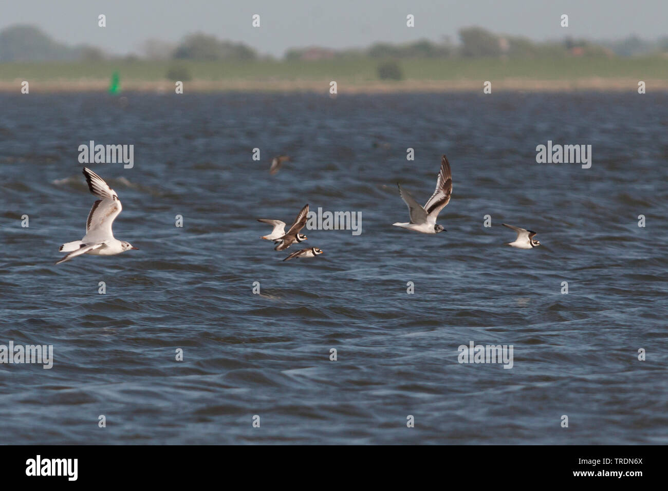 Black headed lapwing hi-res stock photography and images - Alamy