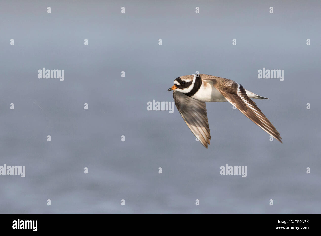 ringed plover (Charadrius hiaticula), male flying, Germany Stock Photo ...