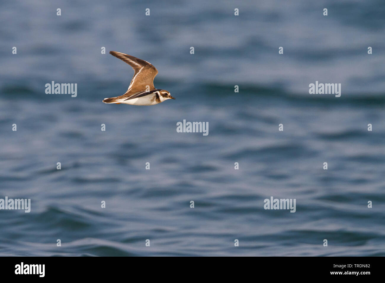 ringed plover (Charadrius hiaticula), flying above water surface ...