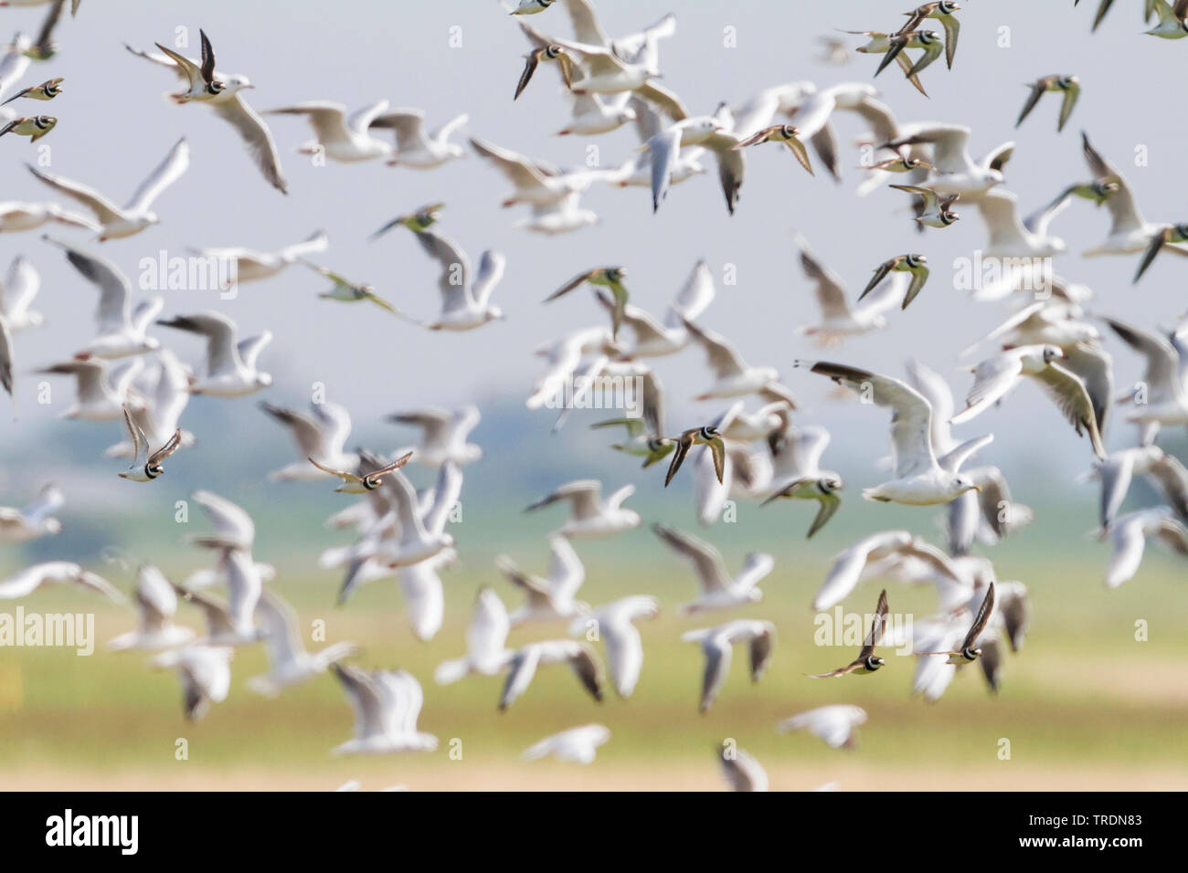 Large flock of plovers hi-res stock photography and images - Alamy