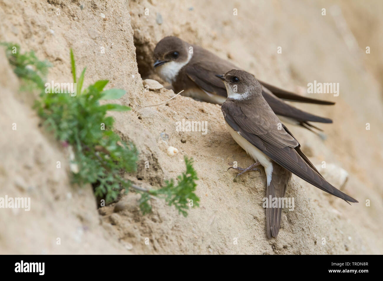 Sand martin nest hi-res stock photography and images - Alamy