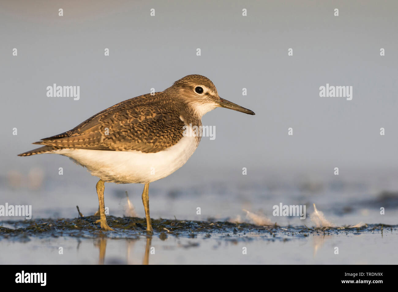 Young common sandpiper hi-res stock photography and images - Alamy