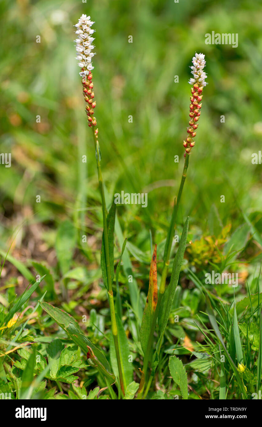 alpine knotweed, viviparous knotweed (Polygonum viviparum, Bistorta ...