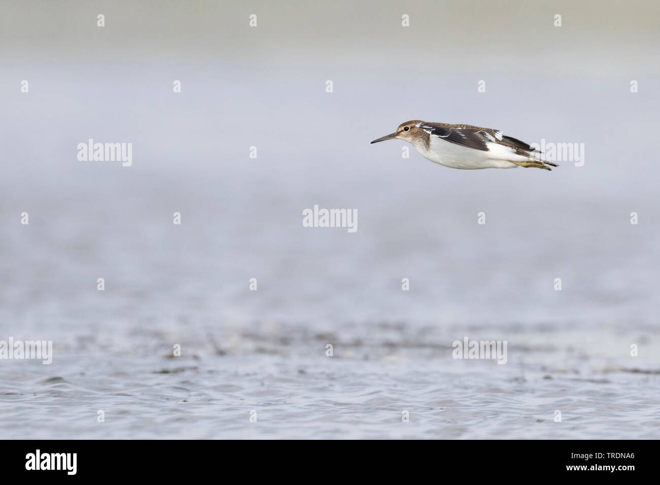 common sandpiper (Tringa hypoleucos, Actitis hypoleucos), juvenile ...