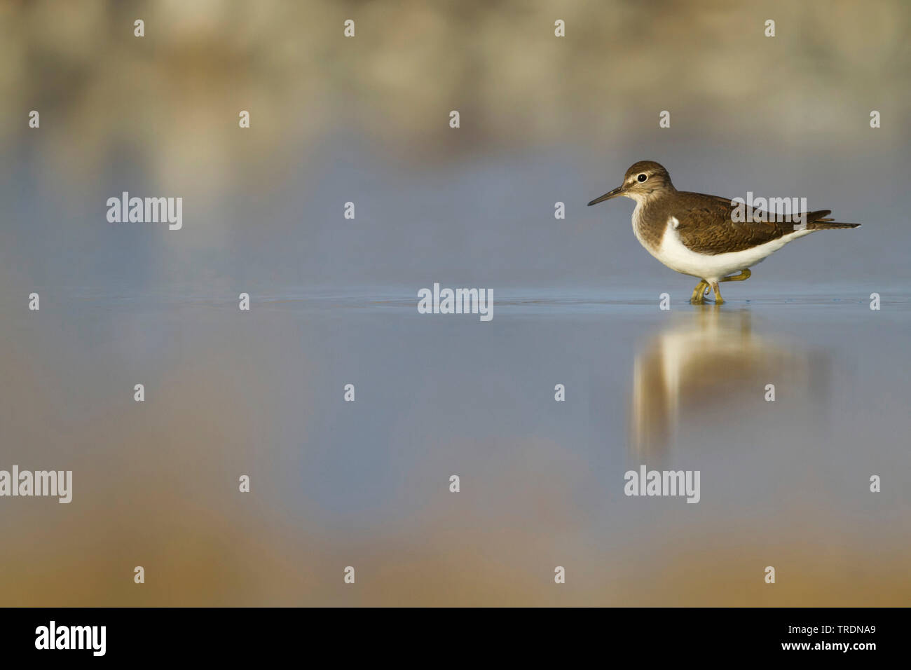 common sandpiper (Tringa hypoleucos, Actitis hypoleucos), in winter ...