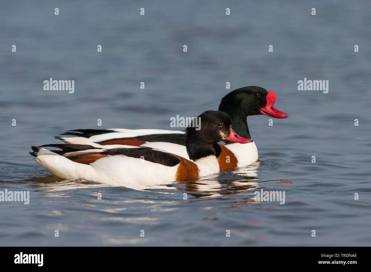Shelduck male and female hi-res stock photography and images - Alamy