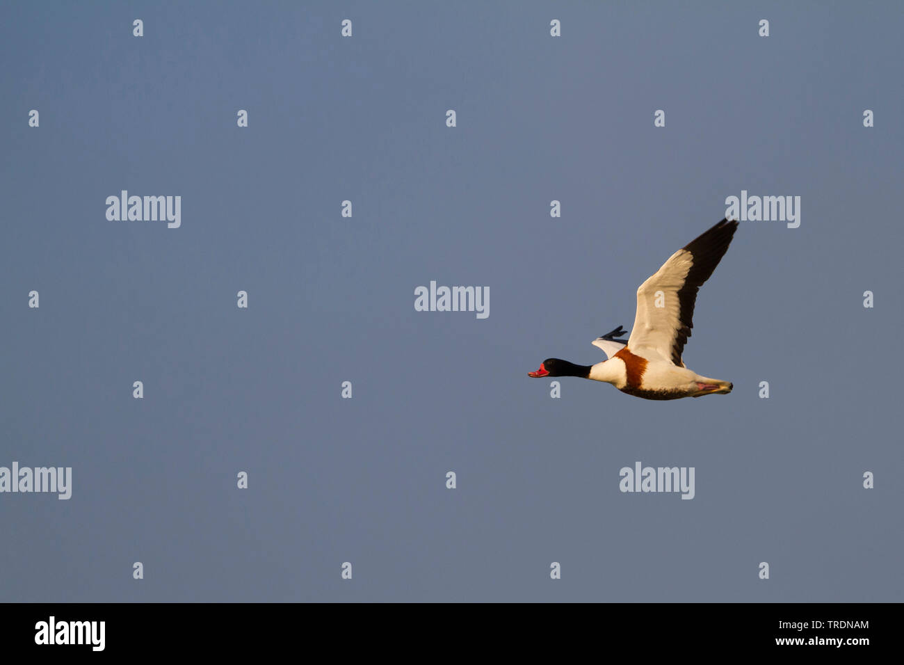 Flying Common Shelduck High Resolution Stock Photography and Images - Alamy