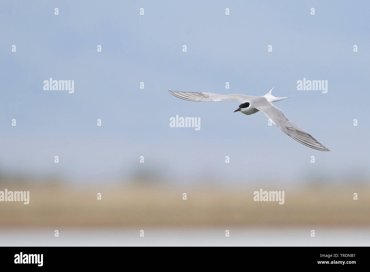 Common tern (Sterna hirundo minussensis, Sterna minussensis), adult ...