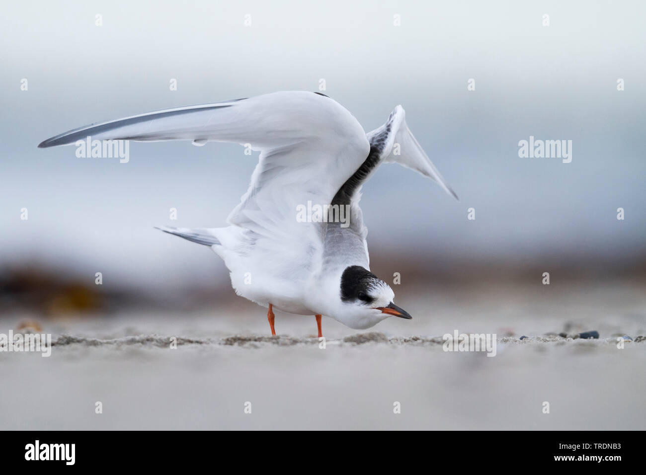 Common tern (Sterna hirundo), young bird stretching its wings, side ...