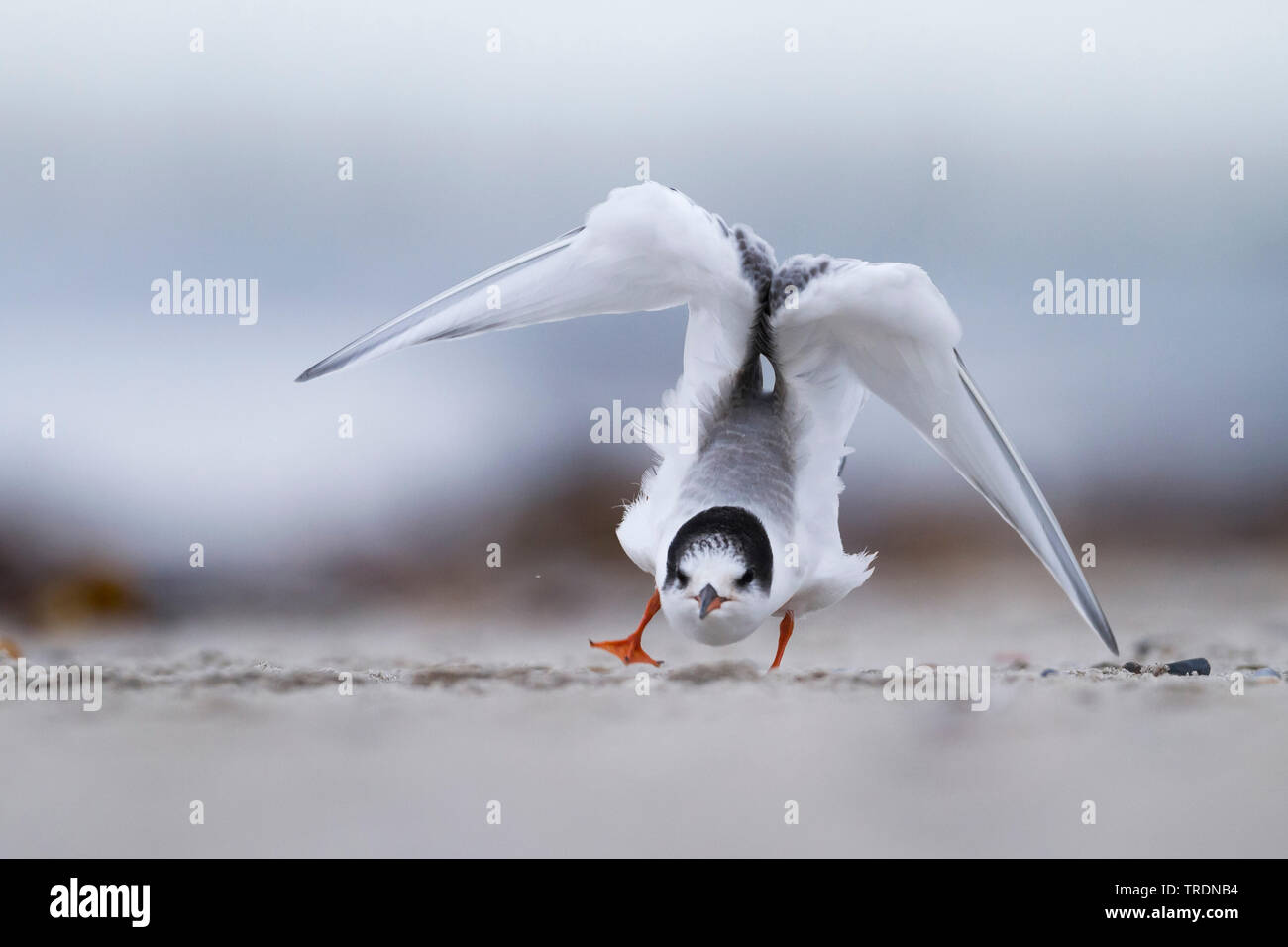 Common tern (Sterna hirundo), immature streching wings, Germany Stock ...