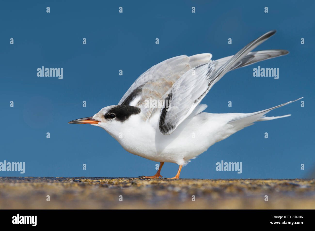 Common tern (Sterna hirundo), young bird stretching its wings, side ...