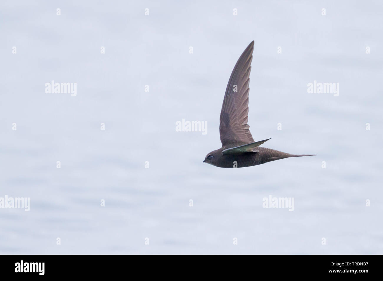 Eurasian water bird hi-res stock photography and images - Alamy