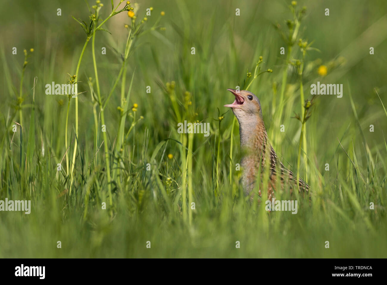 Corncrake calling hi-res stock photography and images - Alamy
