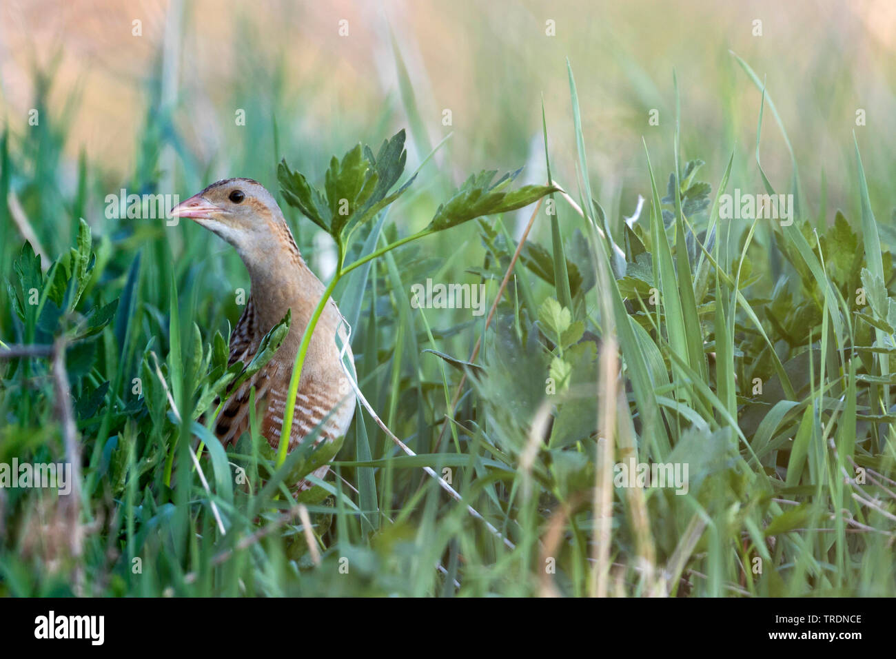 corn crake, corncrake (Crex crex), adult hiding in grassland, Russia ...