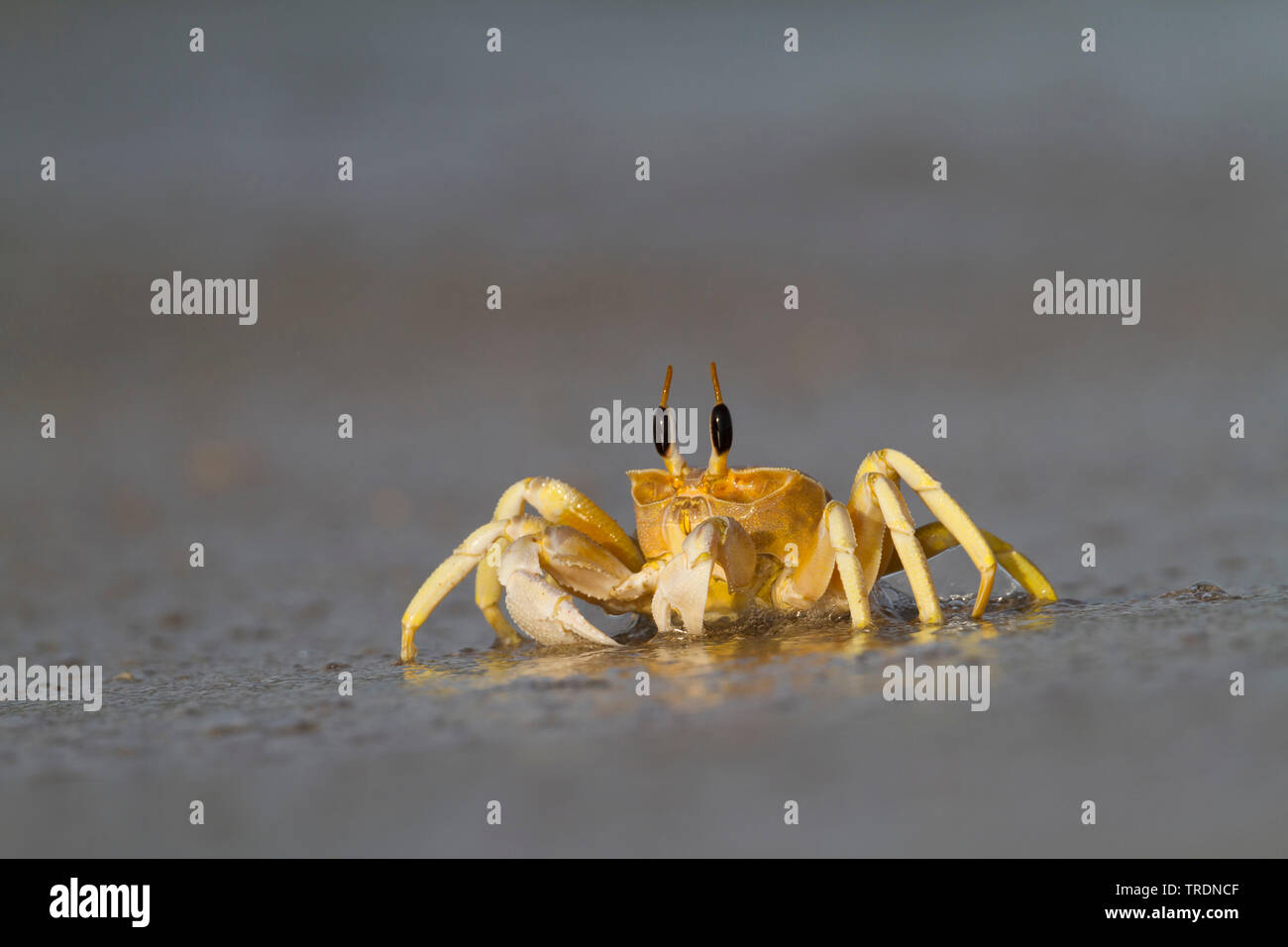 Beach foraging hi-res stock photography and images - Alamy