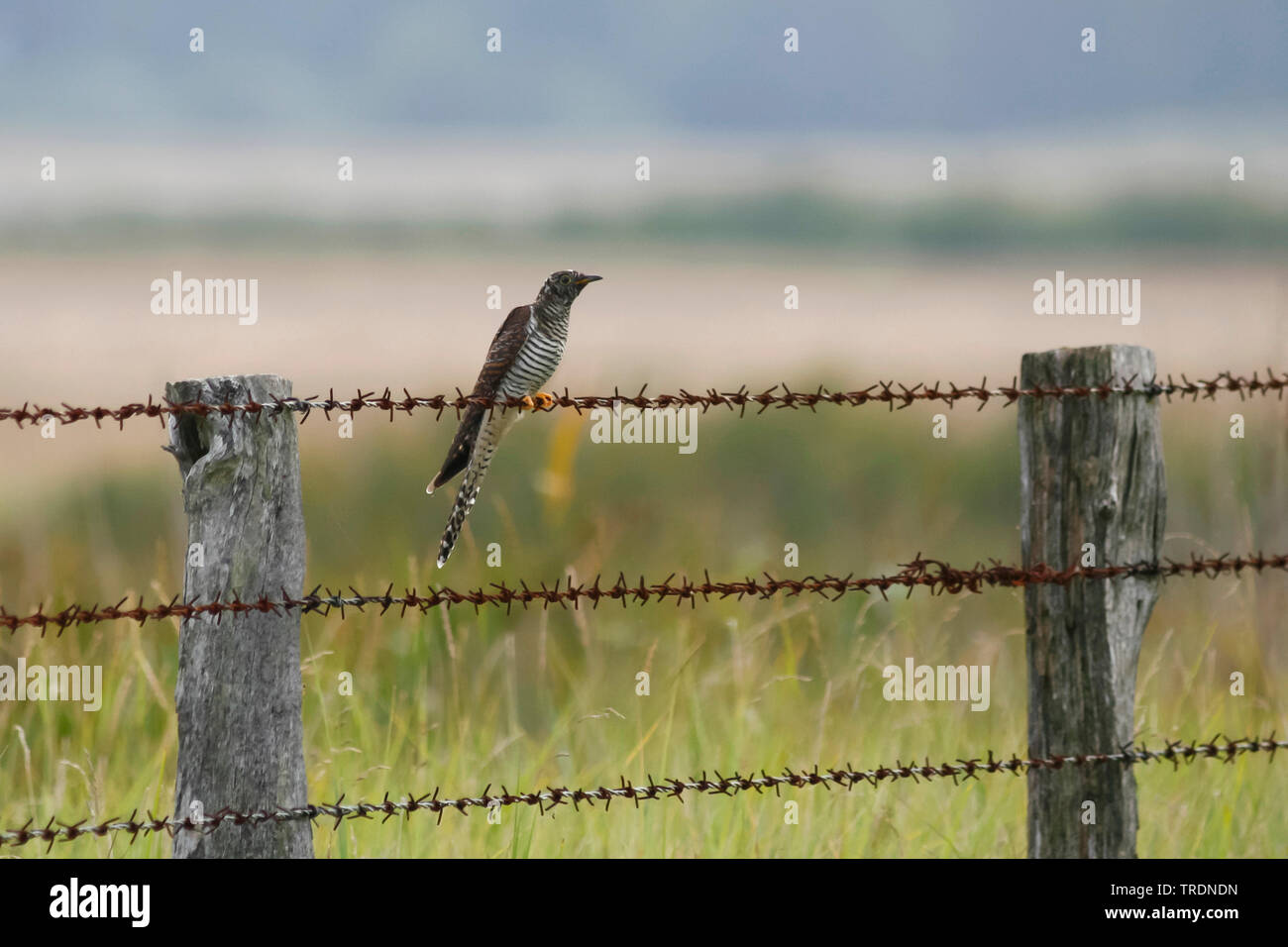Eurasian Cuckoo Cuculus Canorus Fledgling High Resolution Stock ...