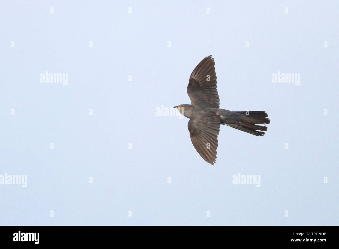 Cuckoo male hi-res stock photography and images - Alamy