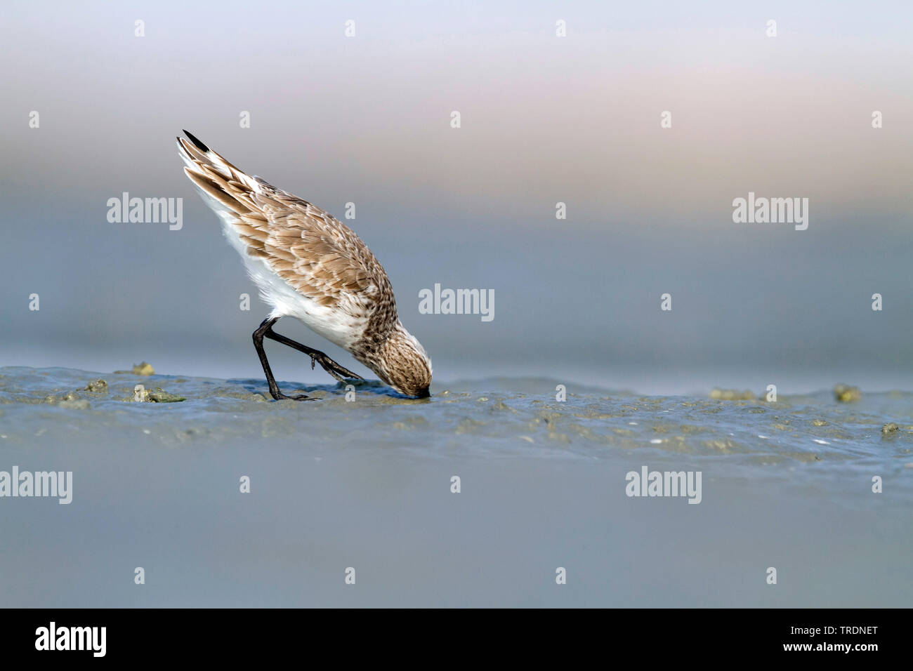 curlew sandpiper (Calidris ferruginea), in winter plumage, searching ...