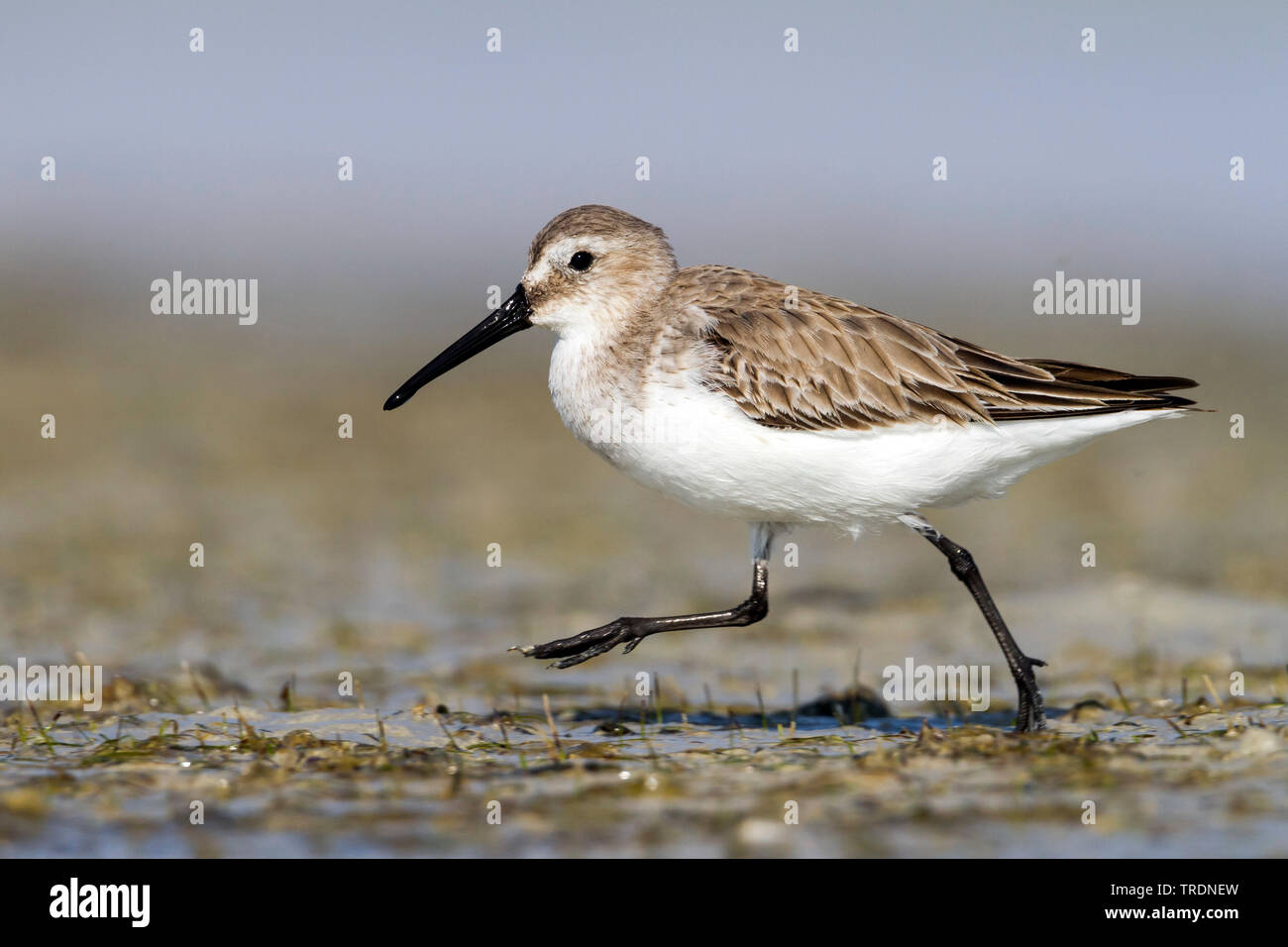 curlew sandpiper (Calidris ferruginea), in winter plumage, searching ...