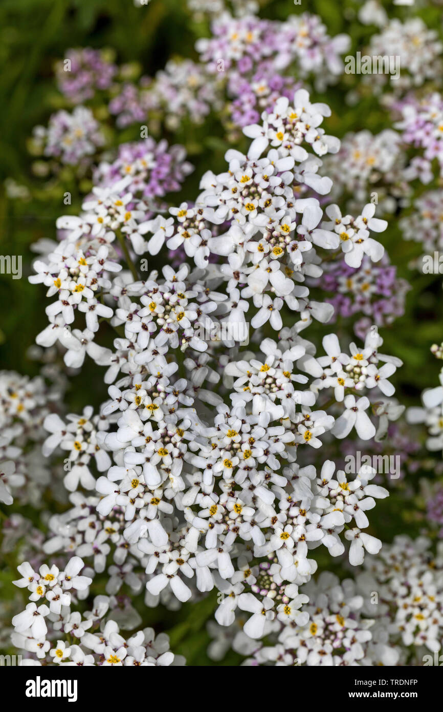 Candytuft hi-res stock photography and images - Alamy