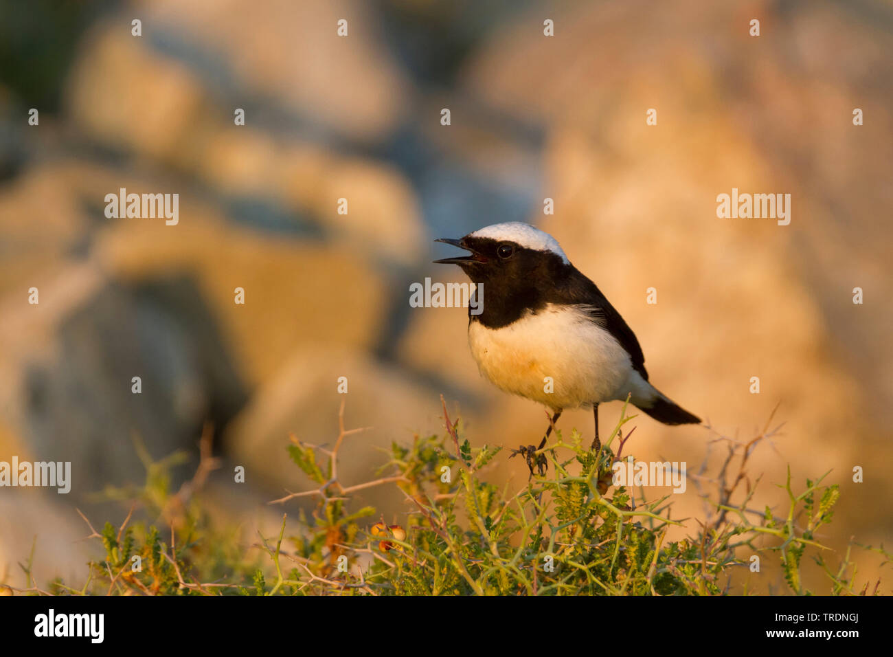 Endemic wheatear hi-res stock photography and images - Alamy
